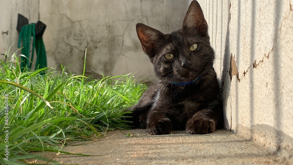 Gato preto rajado. Stock Photo | Adobe Stock