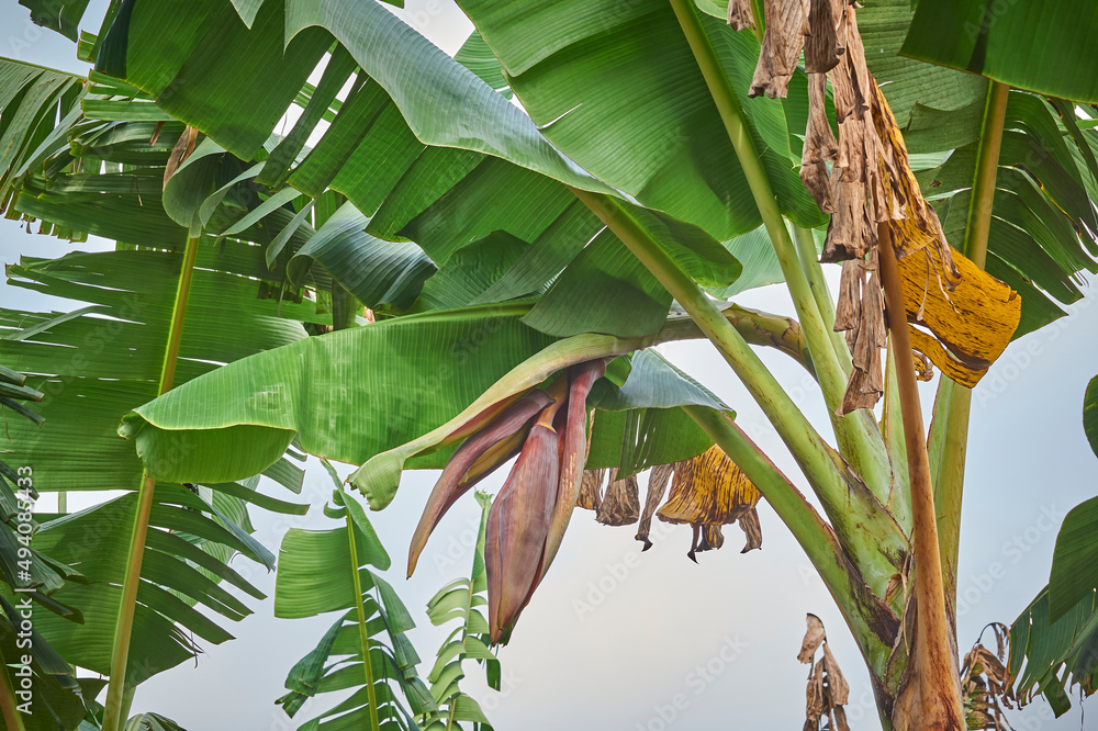 Foto de Plátano macho, cultivo orgánico de plátano en México, frutos ...