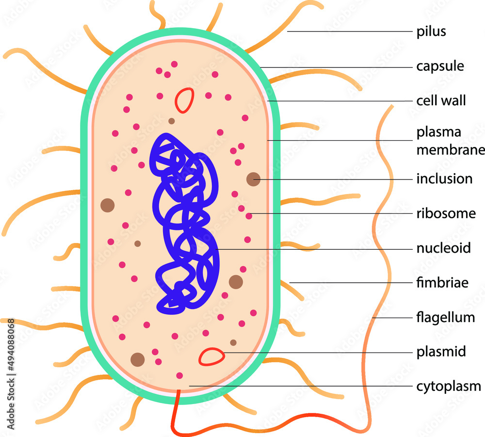 Typical prokaryotic cell. Scheme of typical bacteria Stock Vector ...