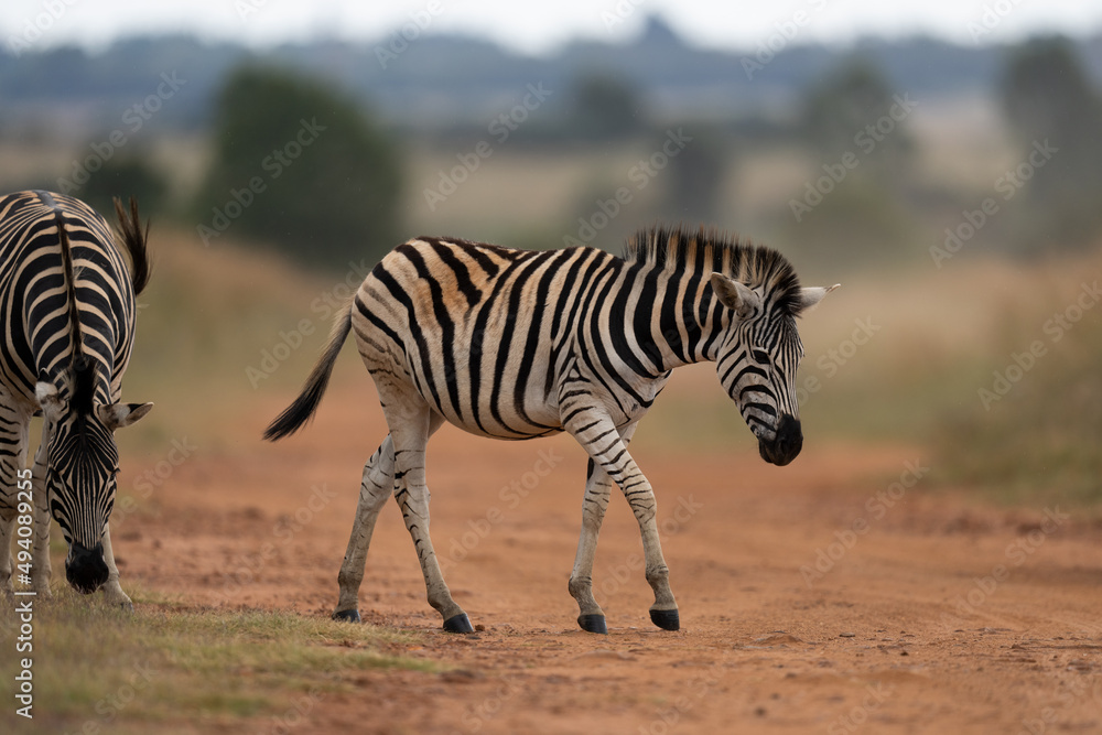 tame striped Zebra in the wild walking and shaking its head to fend off ...