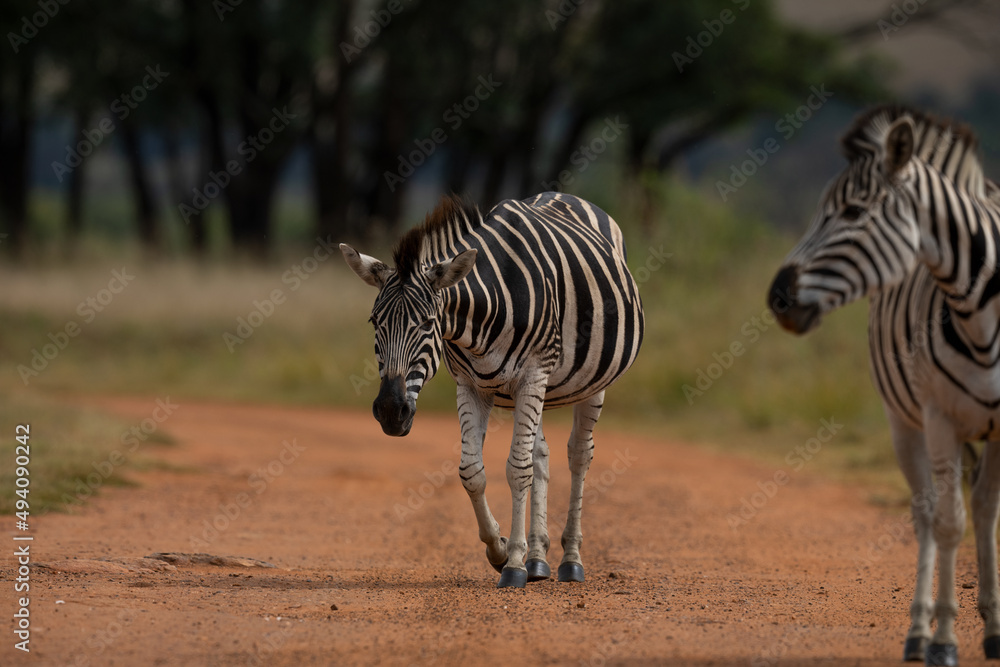 tame striped Zebra in the wild walking and shaking its head to fend off ...