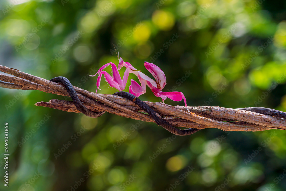 Orchid Mantis Camouflage Pink Praying Mantis The Praying Mantis On