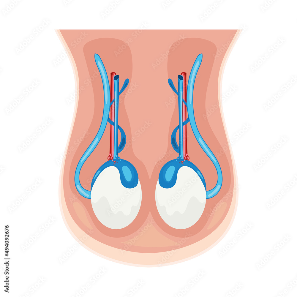 Male Reproductive System Stock Vector Adobe Stock