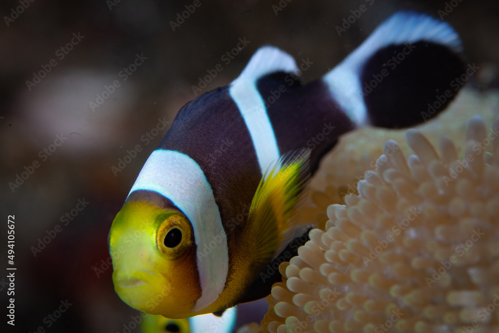 A juvenile Saddleback anemonefish, Amphiprion polymnus, swims on the ...