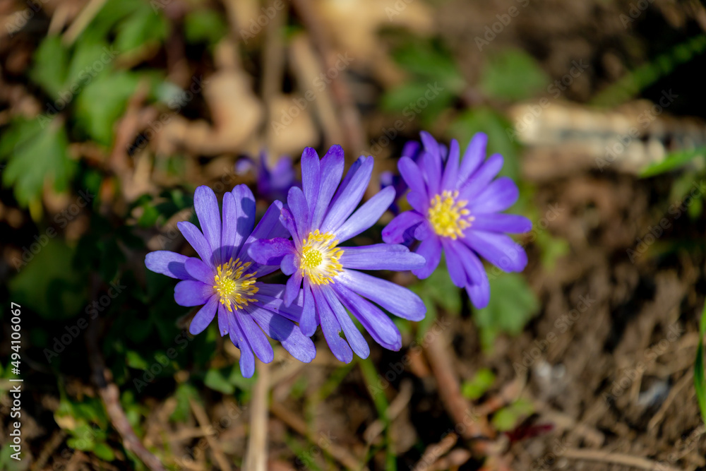 Selective focus of white, blue flower Anemonoides blanda in the darden ...