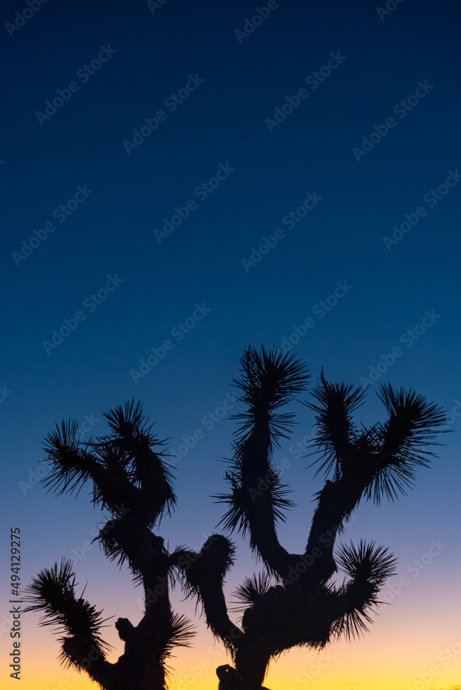 Pastel gradient views in Joshua Tree National Park at sunset with blue ...