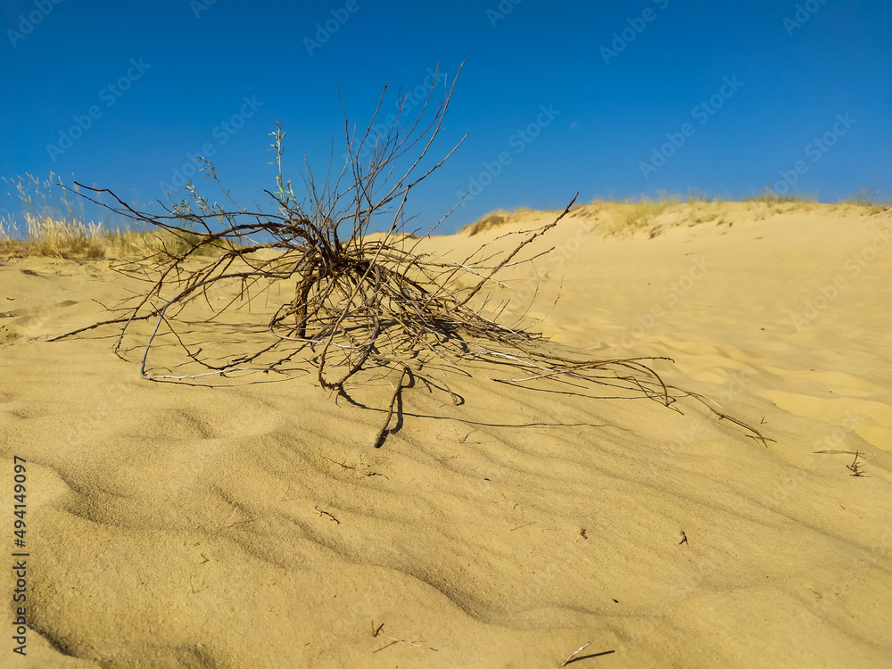 Foto Stock Ukrainian desert under blue sky. The sand dunes and bush in ...