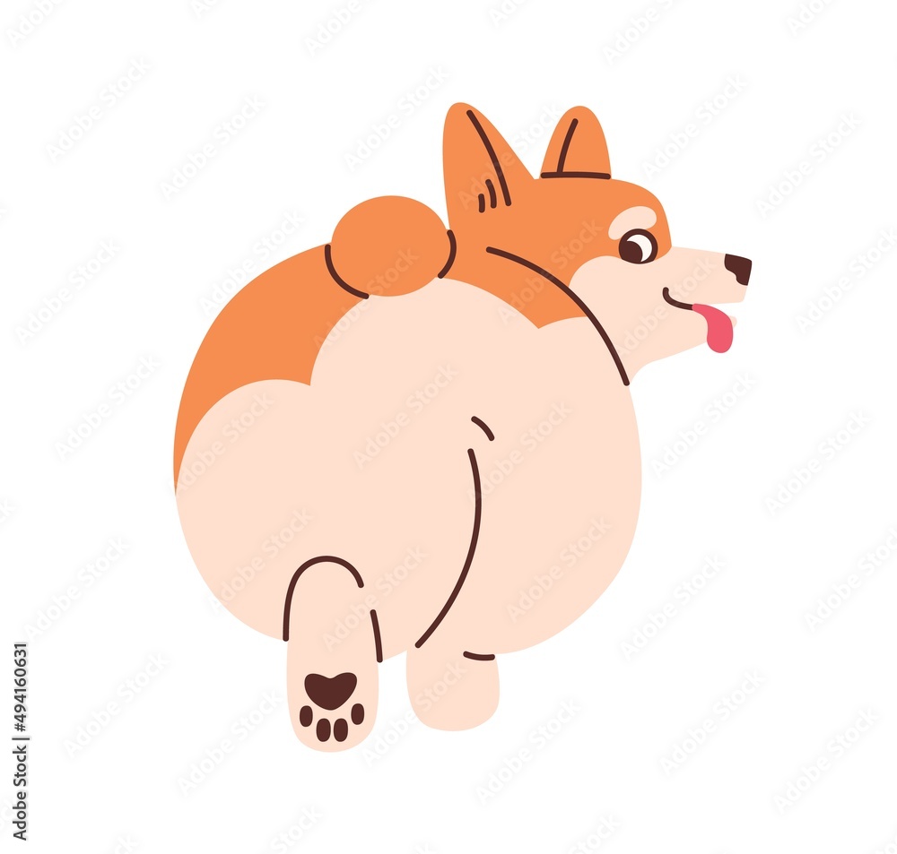 Dogs butt. Cute Corgi puppy going away, back view. Funny animal with ...
