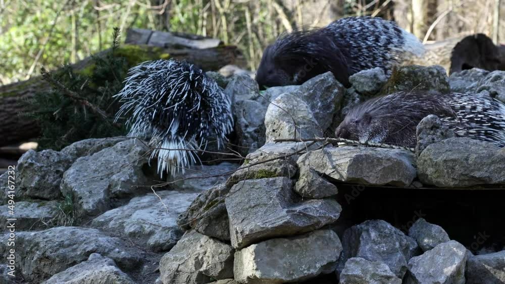 Vídeo do Stock: The Indian crested Porcupine, Hystrix indica or Indian ...
