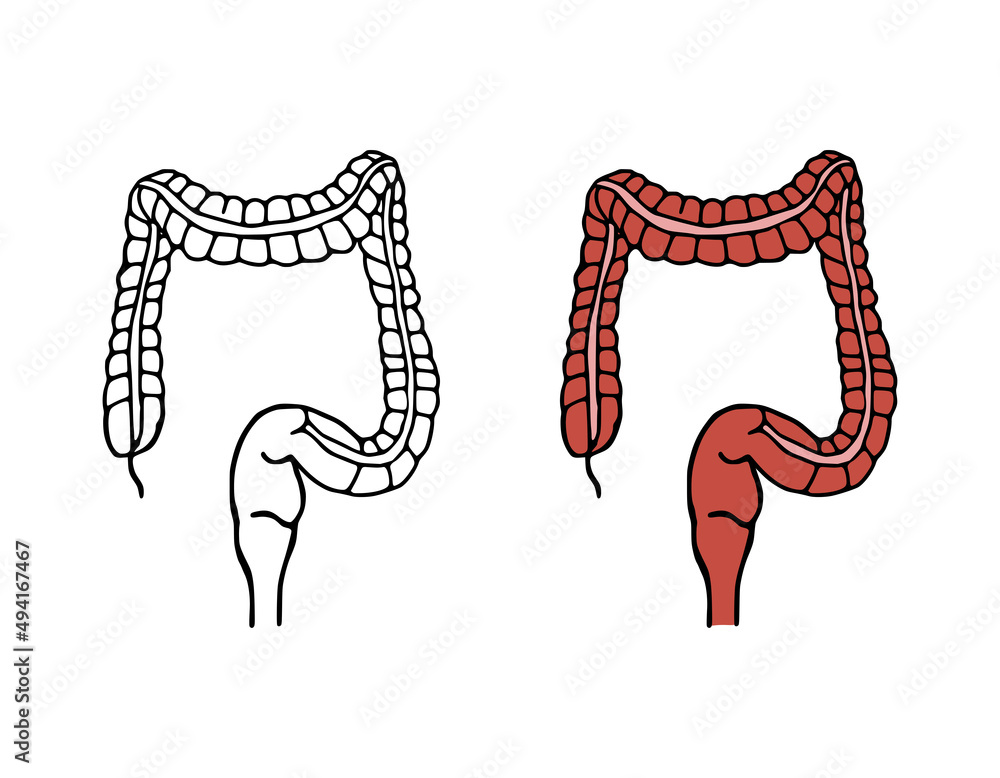 Colon doodle vector illustration. Digestive system cartoon icons ...