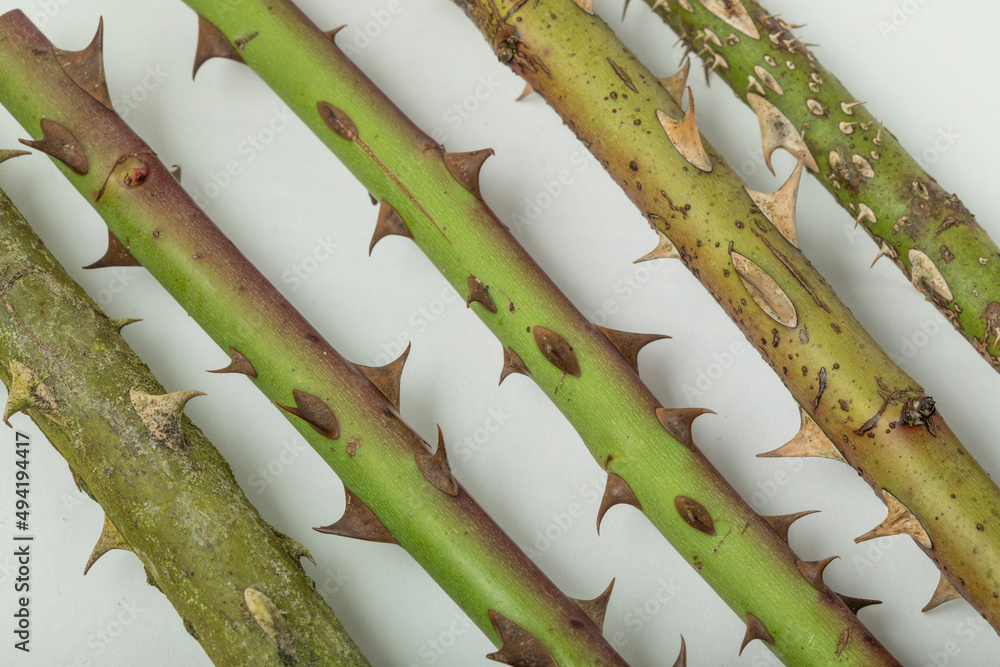 close up of rose stems showing the impressive sharp rose thorns flat ...