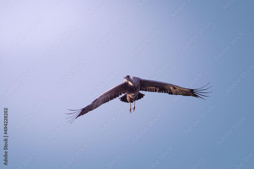 Crane, Grus grus flying against the sky - Barycz Valley. One large bird ...