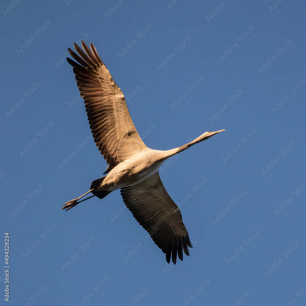 Crane, Grus grus flying against the sky - Barycz Valley. One large bird ...