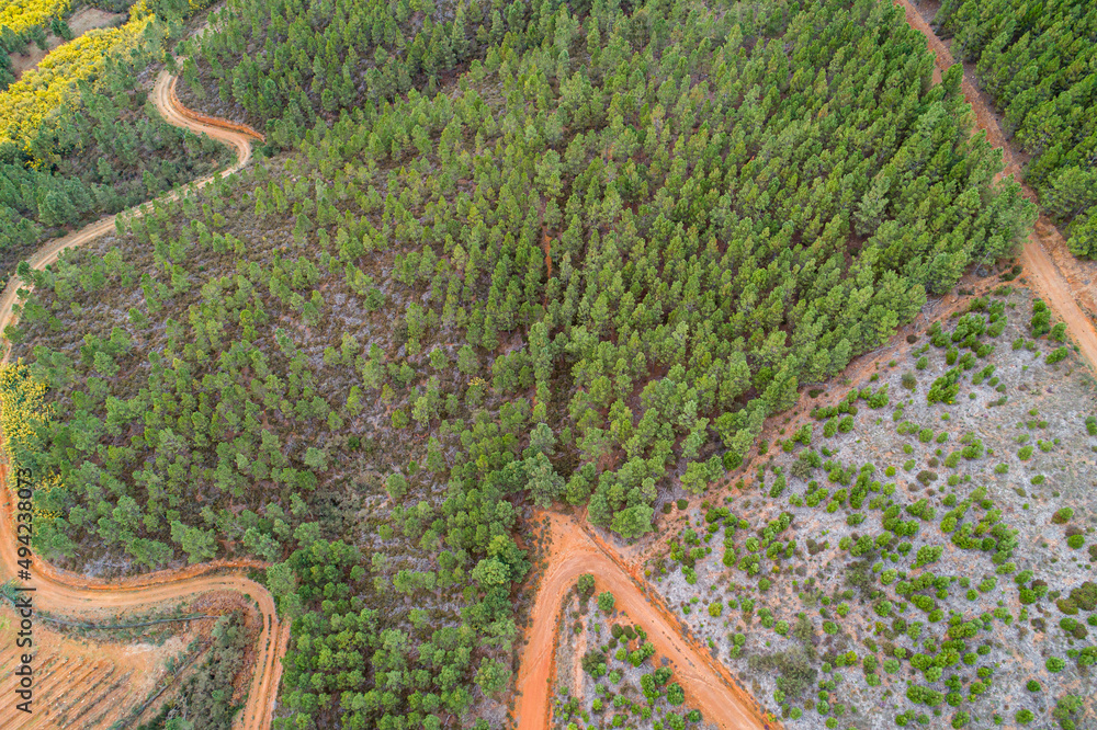 drone aerial view of a curvy forest track in a pine-planted mountain ...