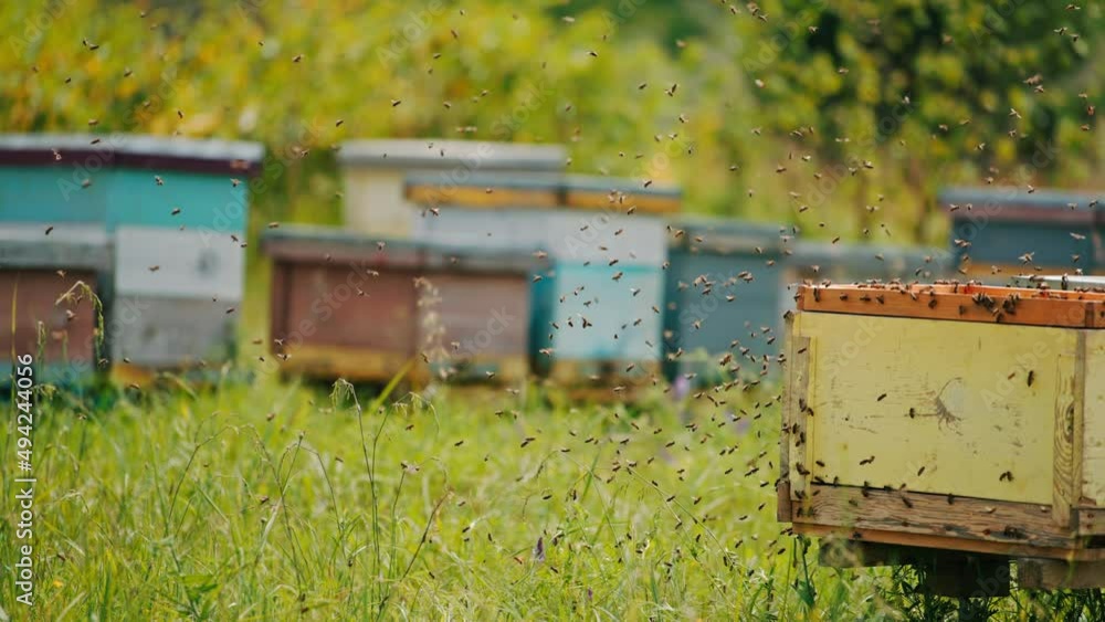 Air in the little apiary filled with numerous bees that were disturbed ...
