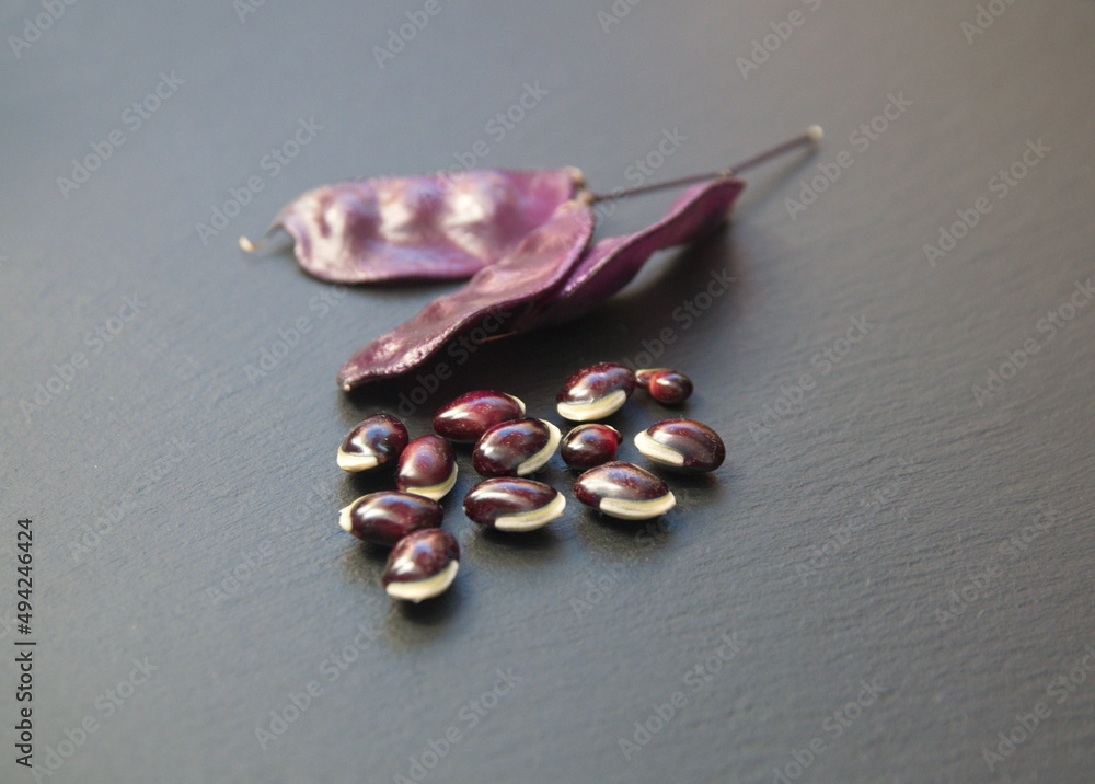 Lablab purpureus is a species of bean in the family Fabaceae, hyacinth ...