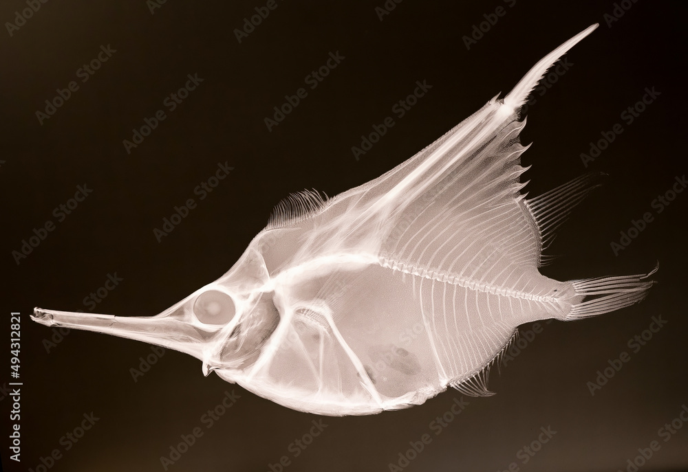 An X ray image showing the skeleton of an Orange Blowfish Stock Photo ...