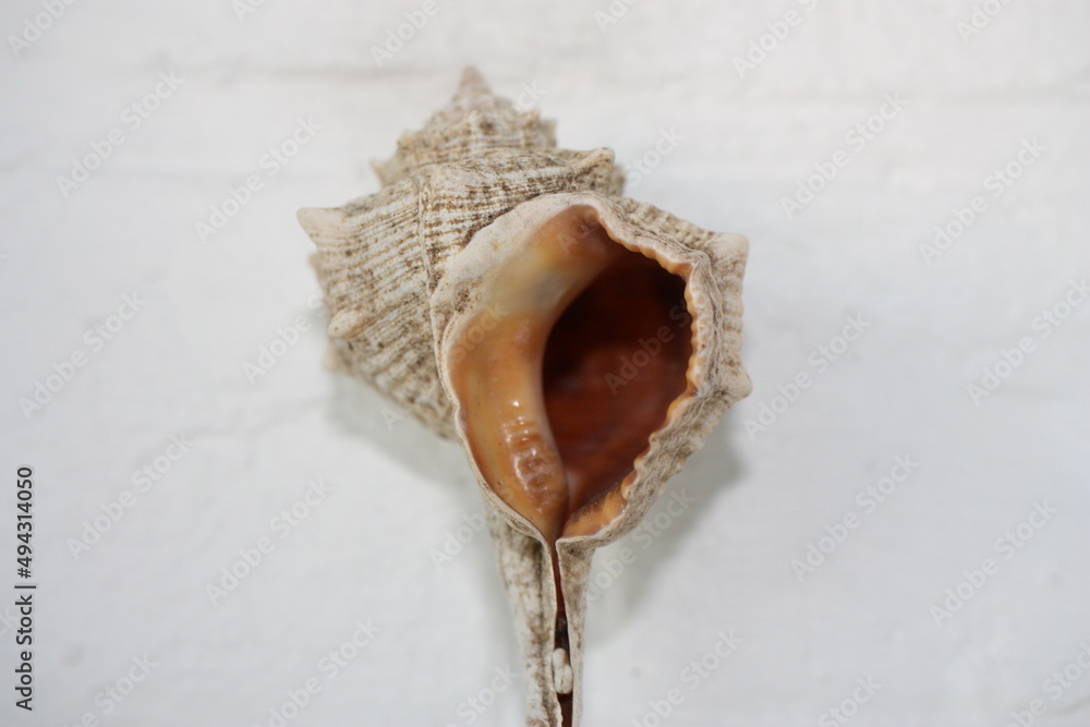 Murex Sea Snail