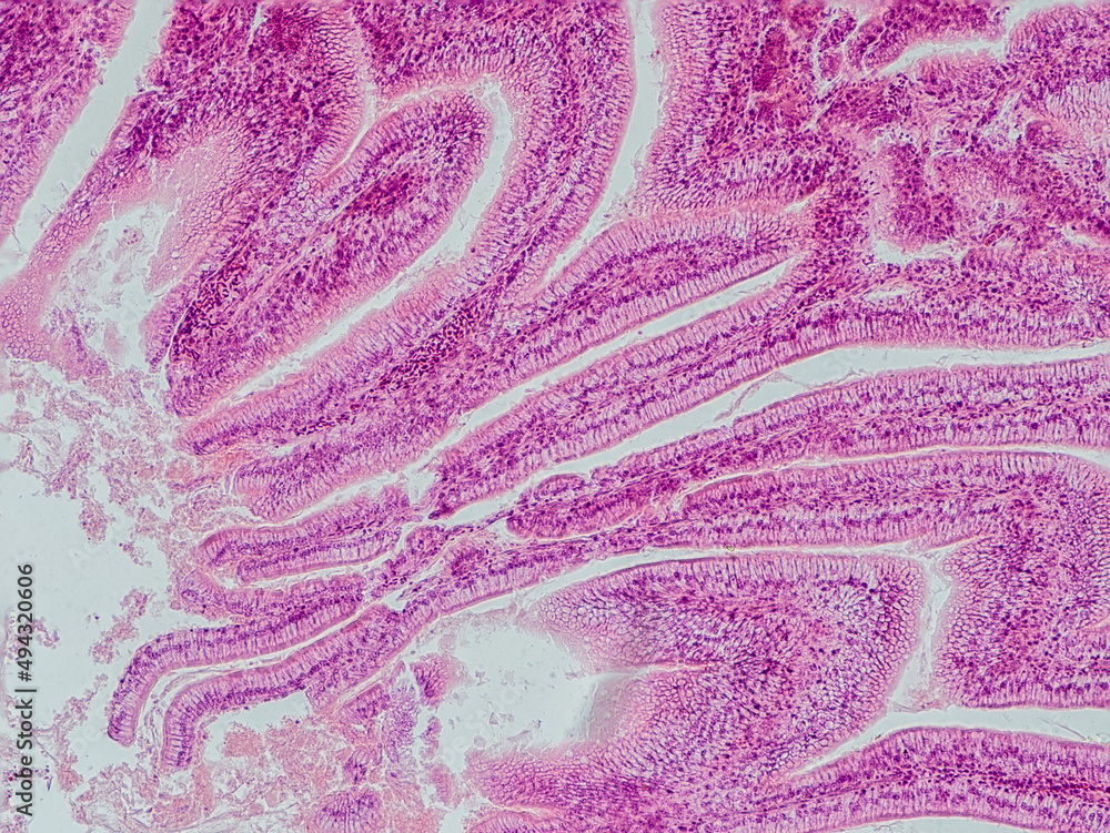 blackbird small intestine cross section under the microscope showing ...