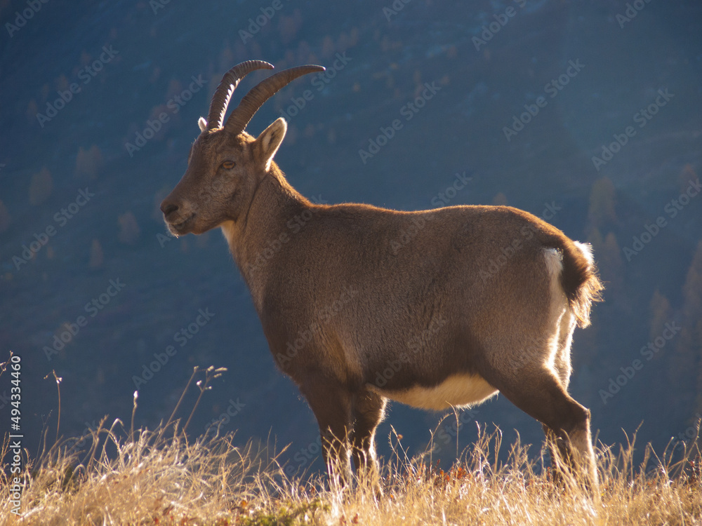 Beautiful Alpine ibex goat on the dry grass in the mountains of ...