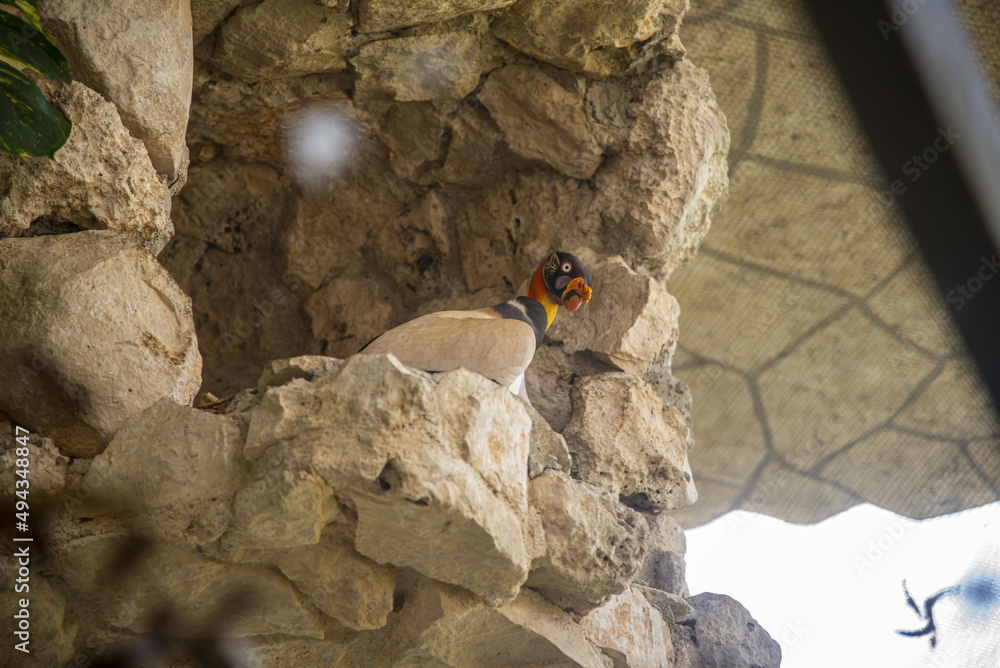 Selective of a king vulture (Sarcoramphus papa) in a cave in a zoo ...