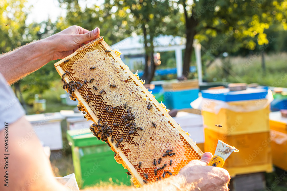 Open hive with bees drew nice straight comb on this foundation-less ...