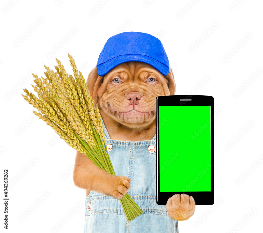 Smart farming. Smiling farmer dog wearing overalls and blue cap using ...