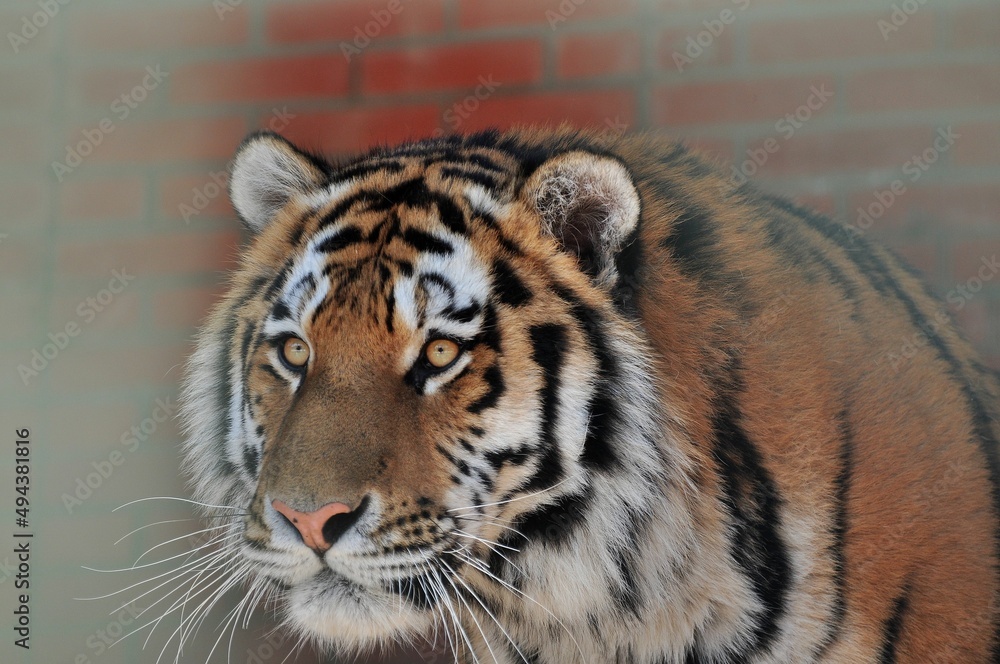Animals are a traditionally (since the time of Aristotle) distinguished ...