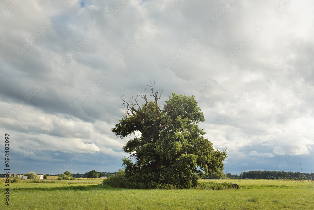 Ancient half dead, half living mighty golden oak tree at sunrise, close ...