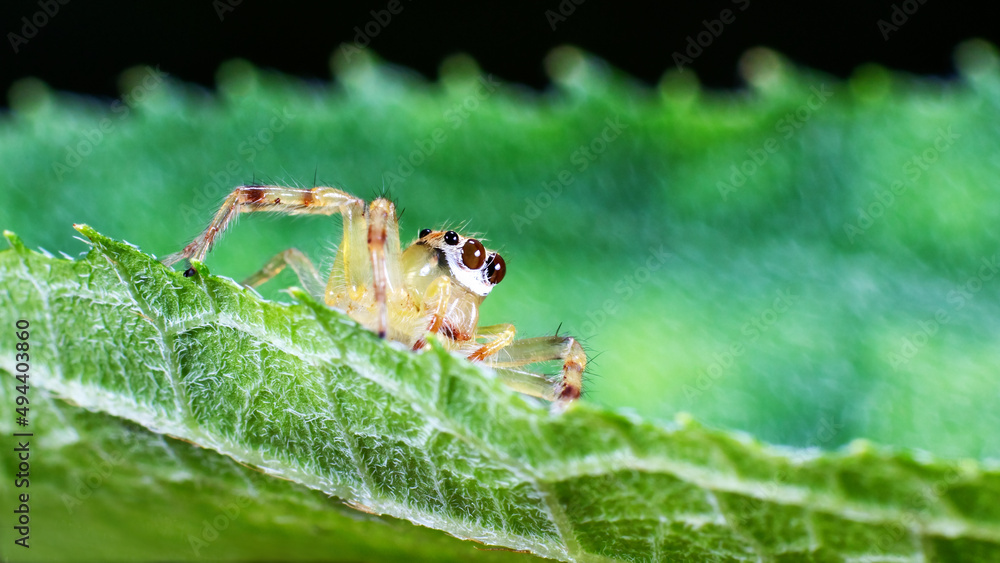 Chongqing mountain ecological insect jumping spiders Stock Photo ...