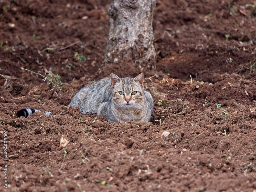 Gatto tigrato nel terreno Stock Photo | Adobe Stock