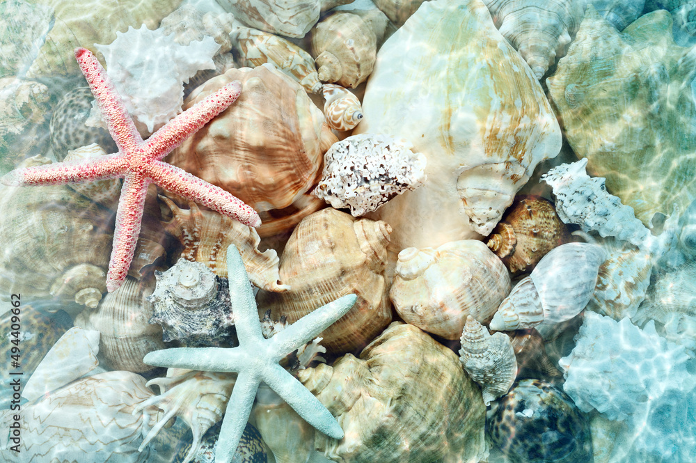 Starfish and seashell on the summer beach in sea water. Summer ...
