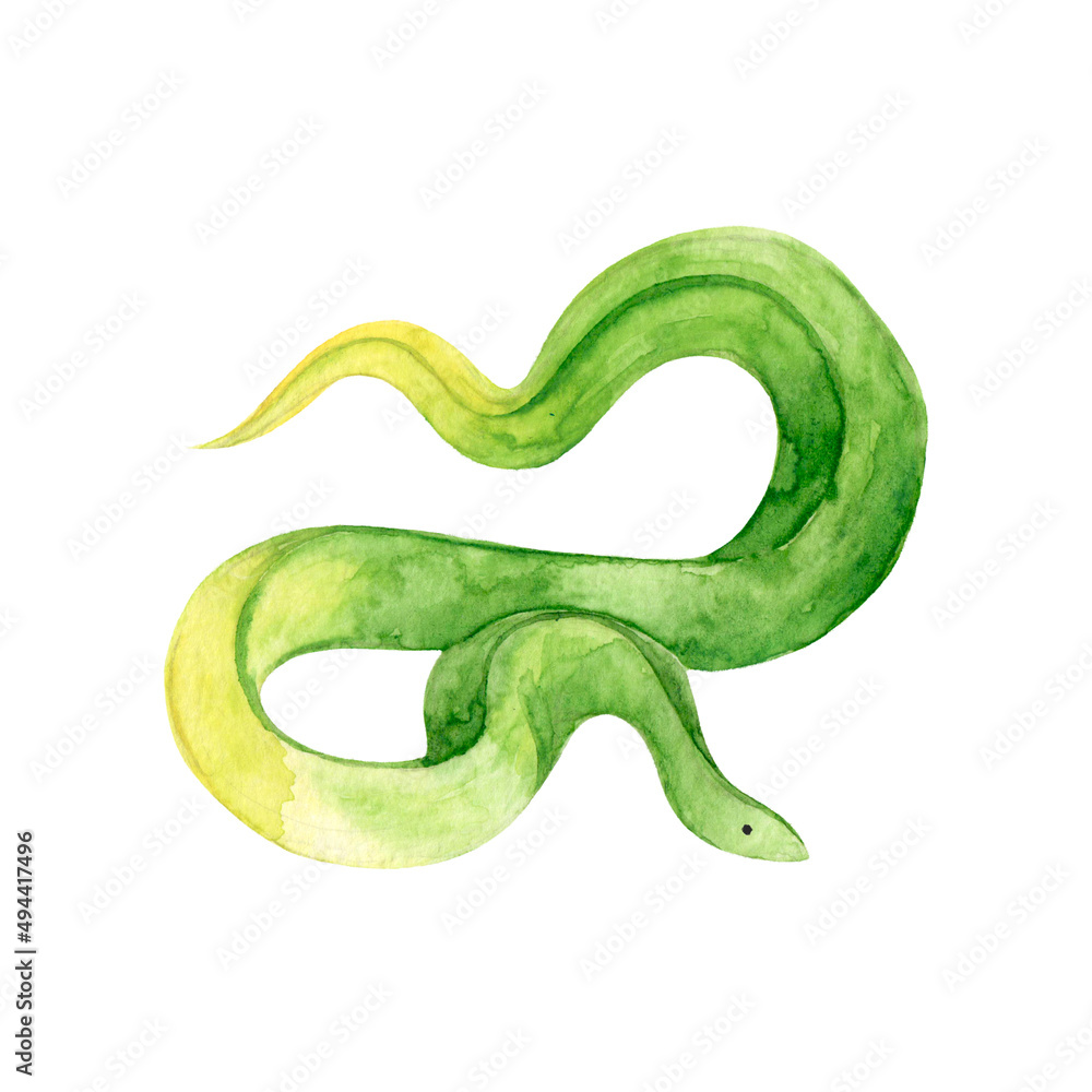 Watercolor drawing green-yellow snake isolated on white background ...