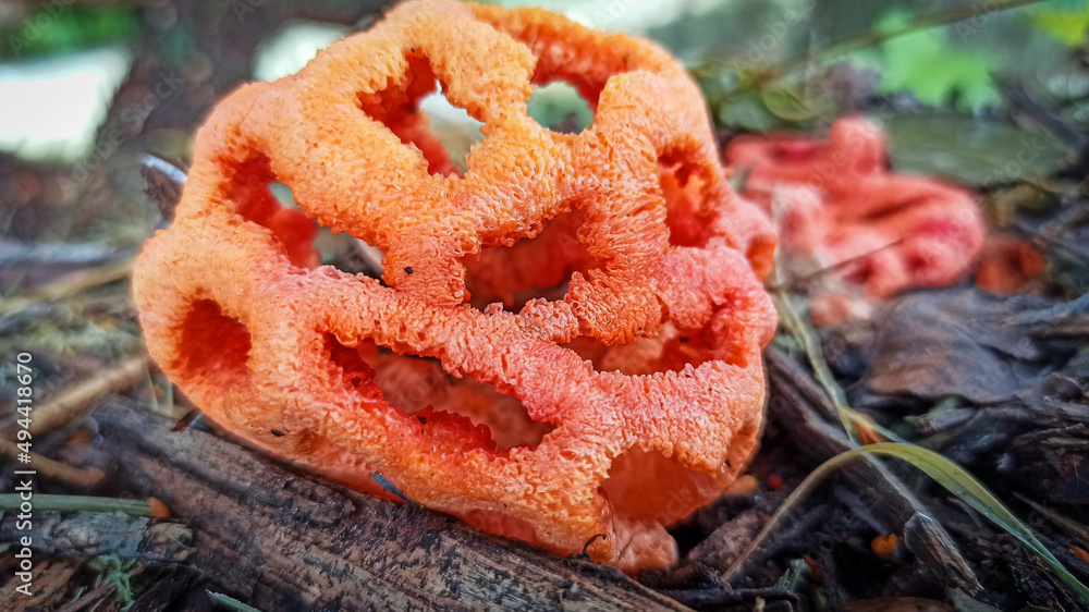 clathrus ruber is a strange mushroom with geomtric shape and stinky ...
