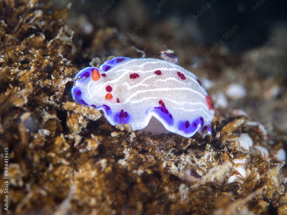 Cape dorid (Hypselodoris capensis) nudibranch underwater, a white ...