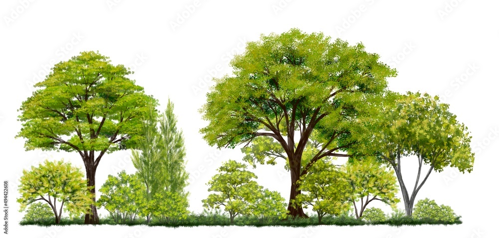 watercolor forest or tree side view isolated on white background for ...