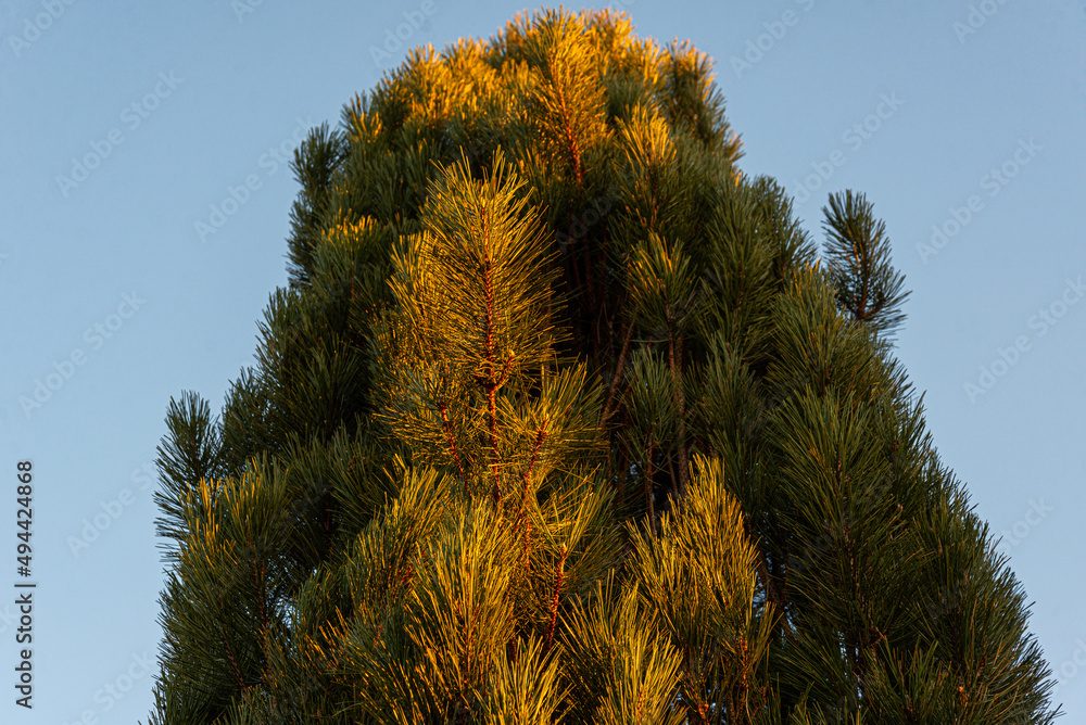 Pinus nigra, the Austrian pine tree in nature Stock Photo | Adobe Stock