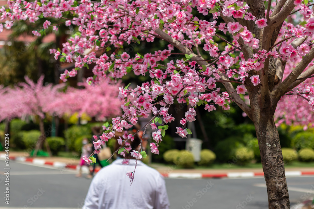 Sakura is a flower that is the spirit of Japanese people. Sakura is ...