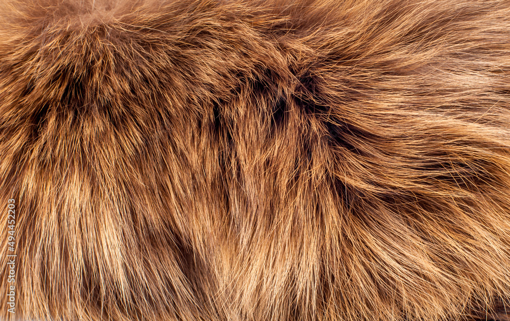 Animal fur close up. Background of gray sable and red fox or chinchilla ...