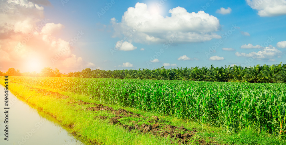 Summer day highlights the agricultural field, which is growing in neat ...