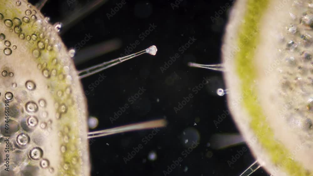 Video Stock Pelargonium geranium hairy stem cross section microtome ...