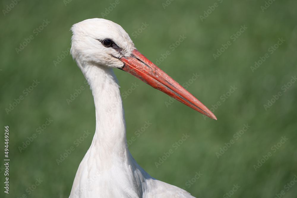 Close up shot of a white stork and the grass on blurred background on a ...
