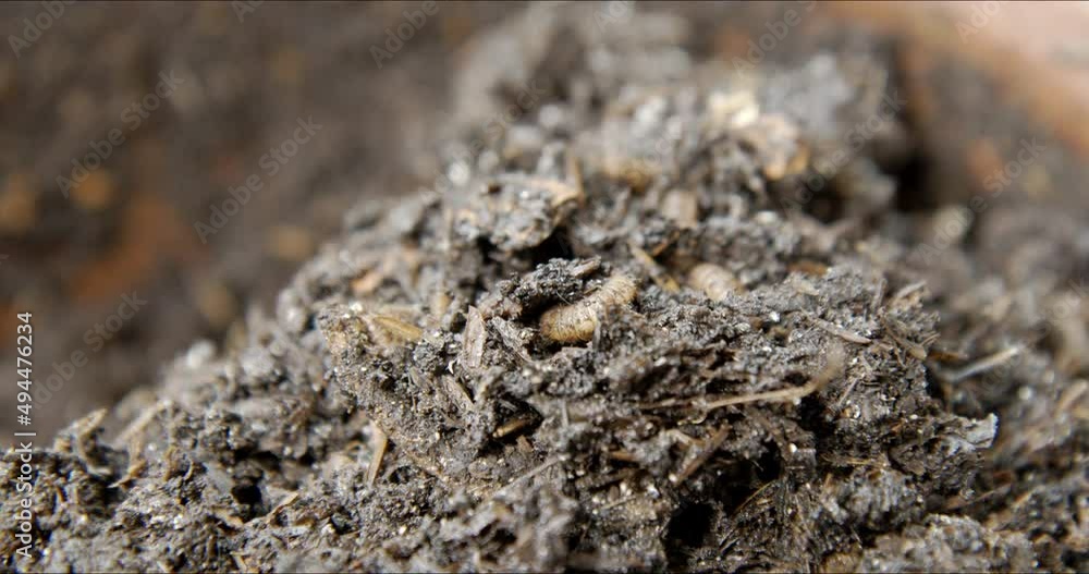 Close-up, Black soldier fly larvae, Hermetia illucens, house fly ...