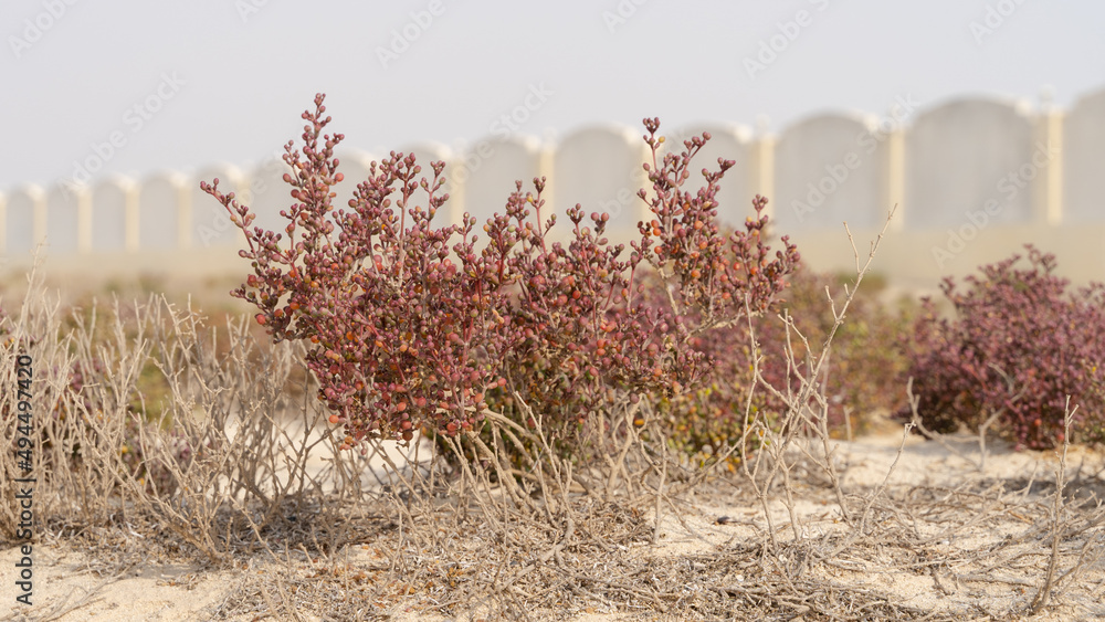 Desert grass plant in Qatar,Halophyte plant Zygophyllum qatarense or ...