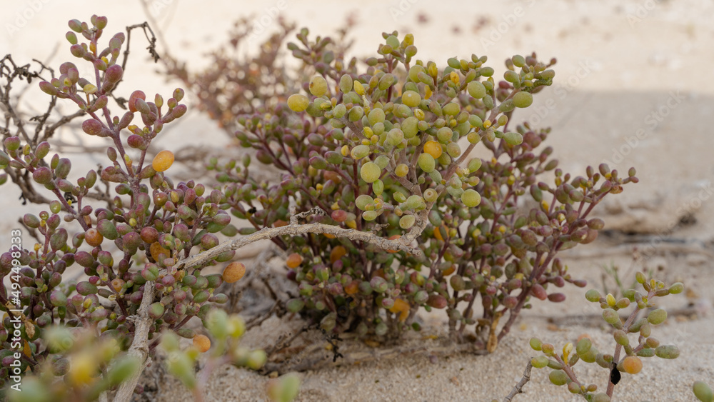 Desert grass plant in Qatar,Halophyte plant Zygophyllum qatarense or ...