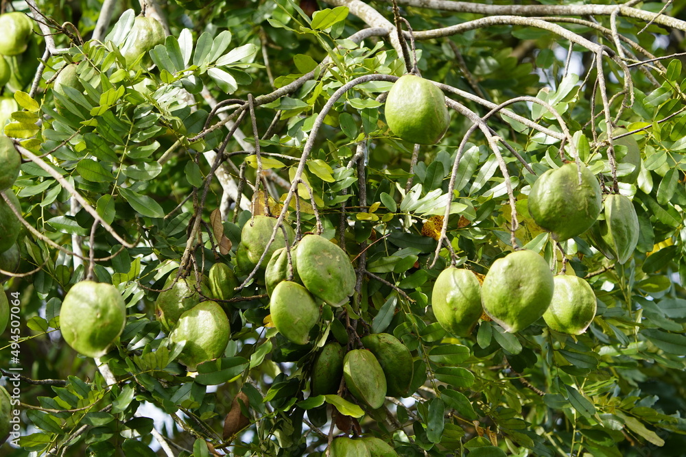 Dipteryx odorata (commonly known as "cumaru", "kumaru", or "Brazilian ...