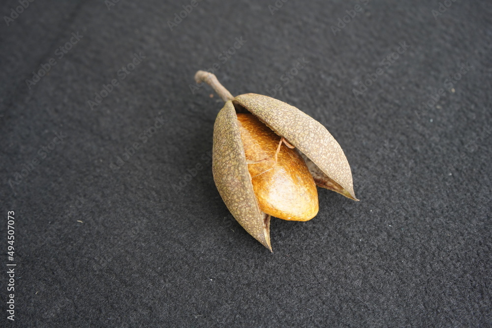 Tonka beans, Dipteryx odorata (commonly known as "cumaru", "kumaru", or ...