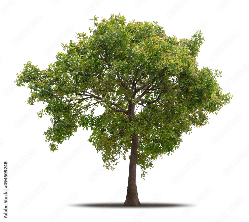 Tree isolated on white background realistic with shadow in high quality ...