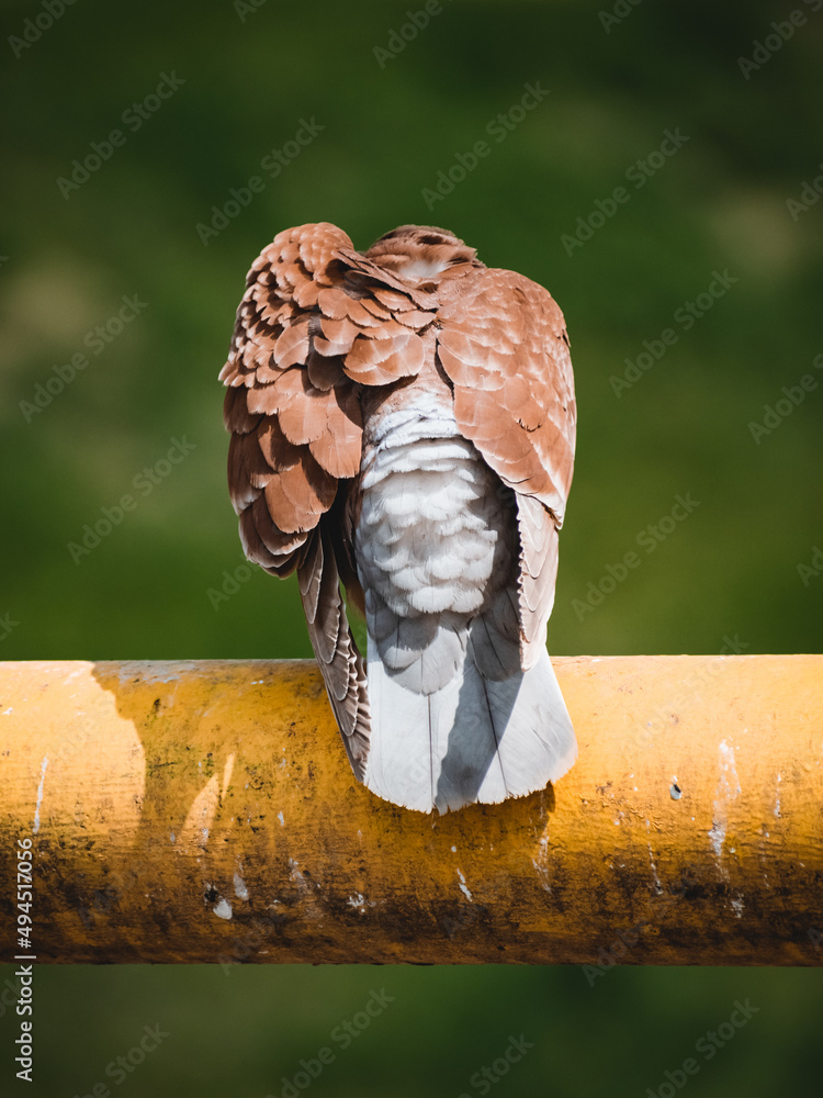 Back view of a brown pigeon on a yellow tube isolated on a blurred ...
