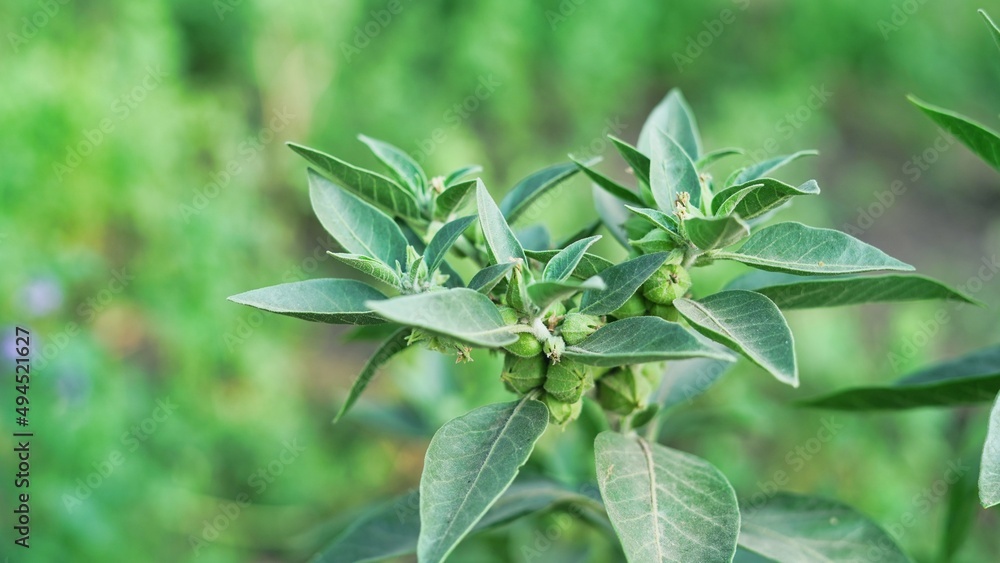 Withania somnifera plant known as Ashwagandha. Indian ginseng herbs ...